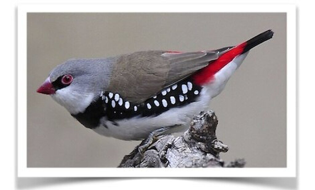 Buy Diamond Firetail Finch Online | Birds For Sale Online