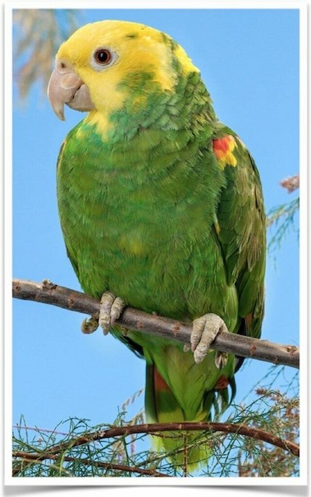 Buy Double Yellow Headed Amazon – Novan Bird's For Sale
