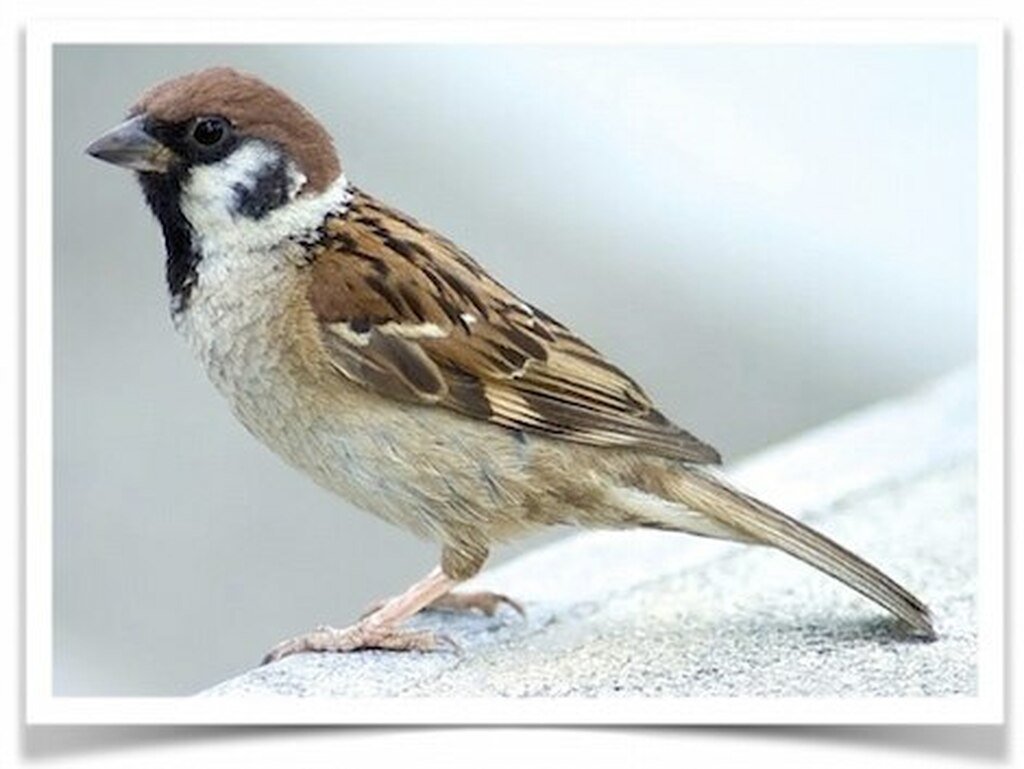 Buy Eurasian Tree Sparrow Online Novan Bird's For Sale
