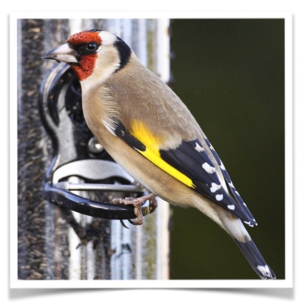 Buy Euro Goldfinch - Parva Online Novan Bird's For Sale