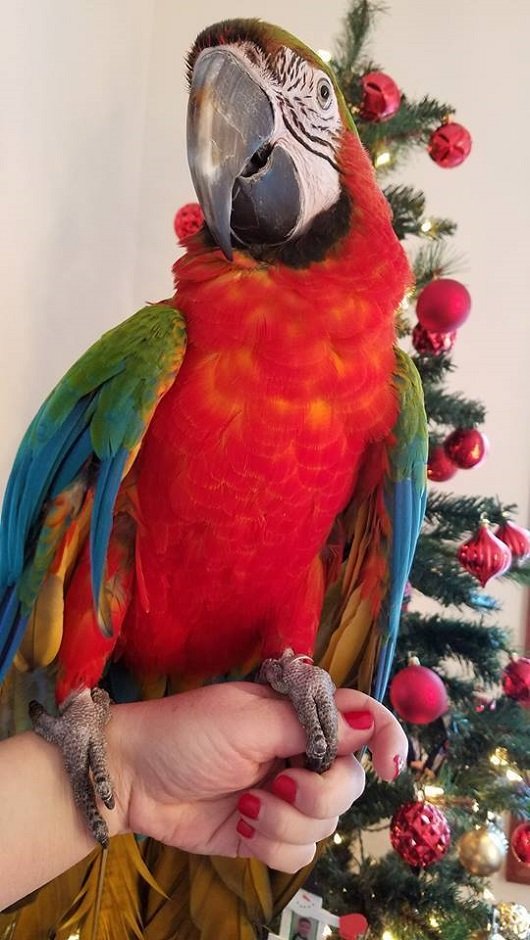 BUY HARLEQUIN MACAW FOR SALE Novan Bird's For Sale