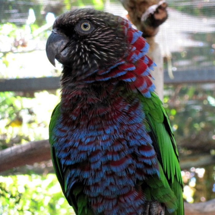 BUY HAWK HEADED PARROT FOR SALE Novan Bird's For Sale
