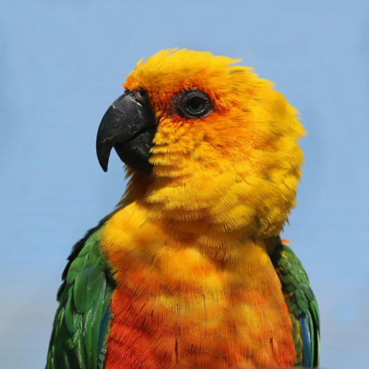 BUY JENDAY CONURE FOR SALE Novan Bird's For Sale