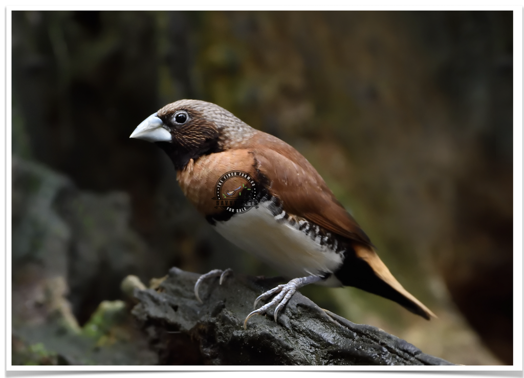 Buy Mannikin - Chestnut-Breasted Online Novan Bird's For Sale