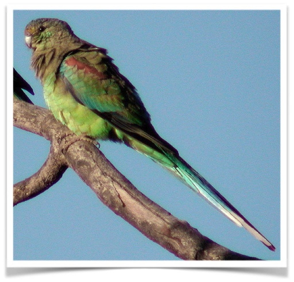 Buy Many Colored Parakeet (Mulga Parakeet) Online Novan Bird's For Sale