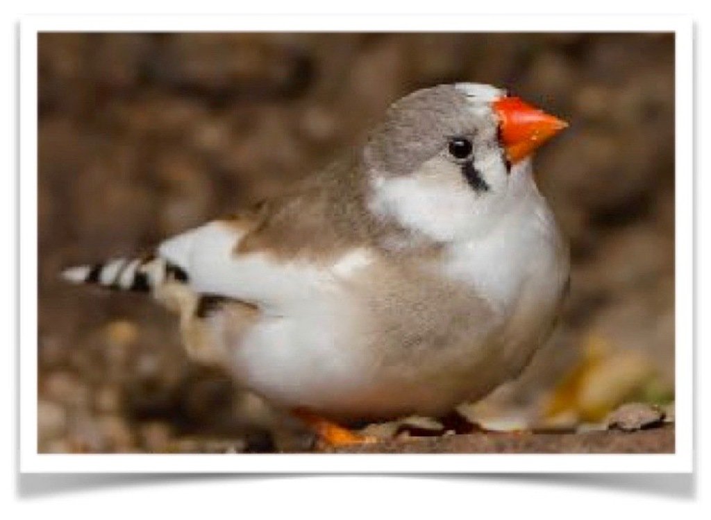 Buy Pied Zebra Finch Online Novan Bird's For Sale