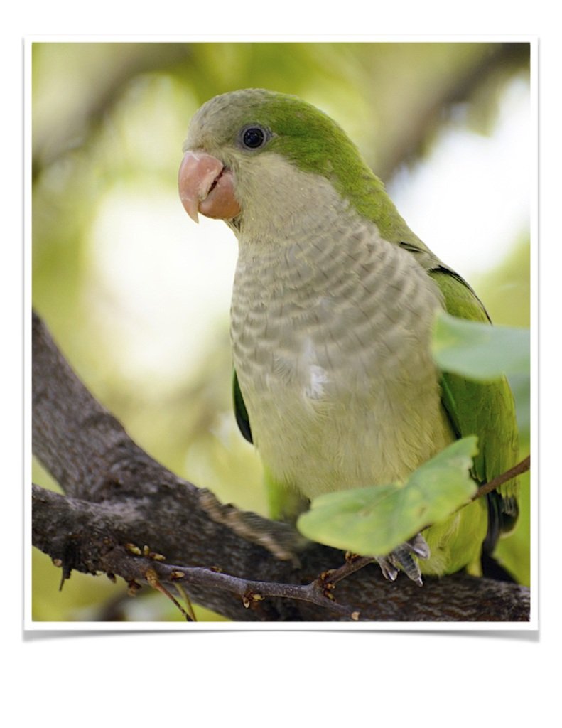 Buy Quaker Parrot (Monk Parakeet) Online Novan Bird's For Sale