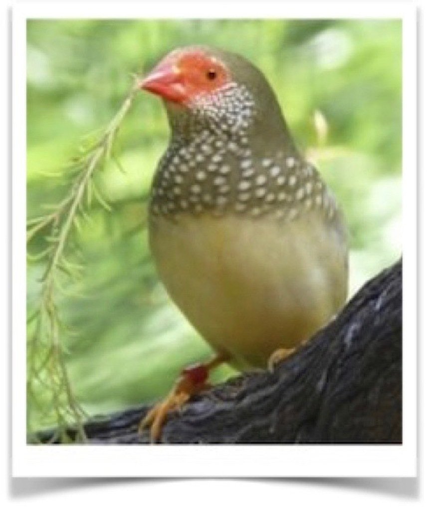 Buy Red-Faced Star Finch Online Novan Bird's For Sale