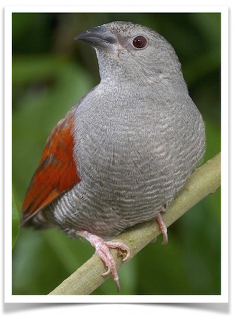 Buy Red-winged Pytilia Online Novan Bird's For Sale