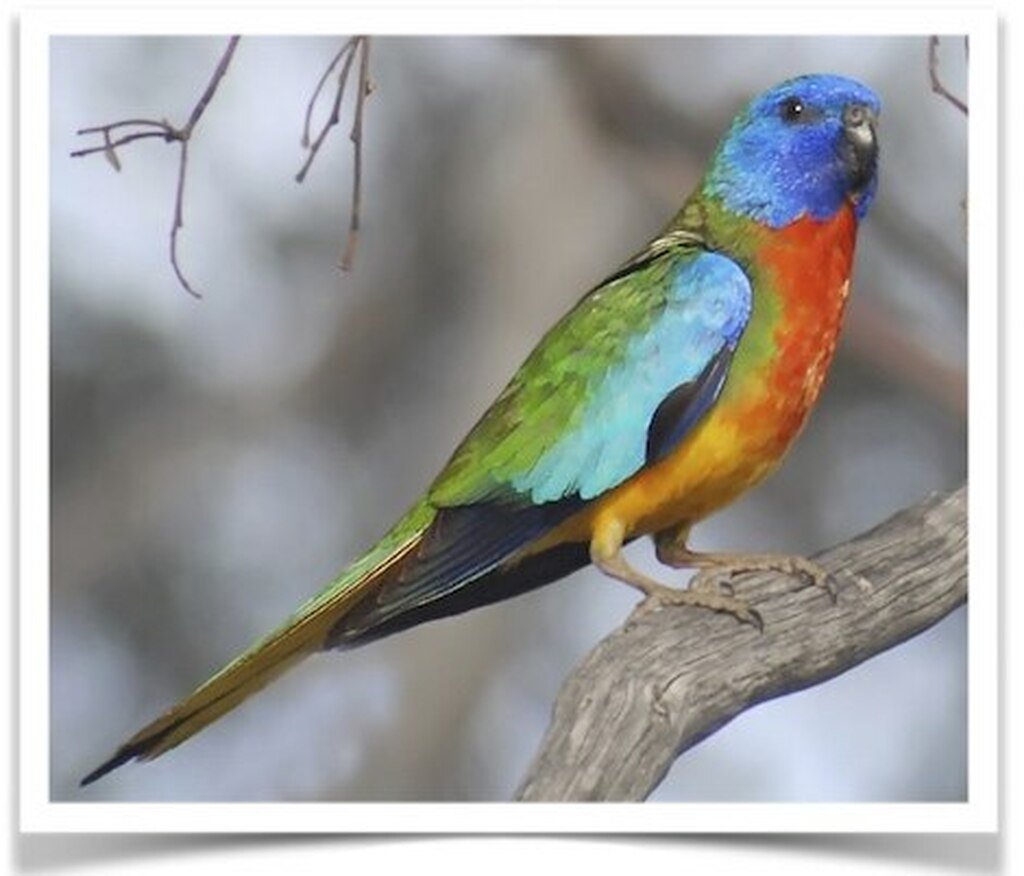 Buy Scarlet-chested Parakeet Online Novan Bird's For Sale