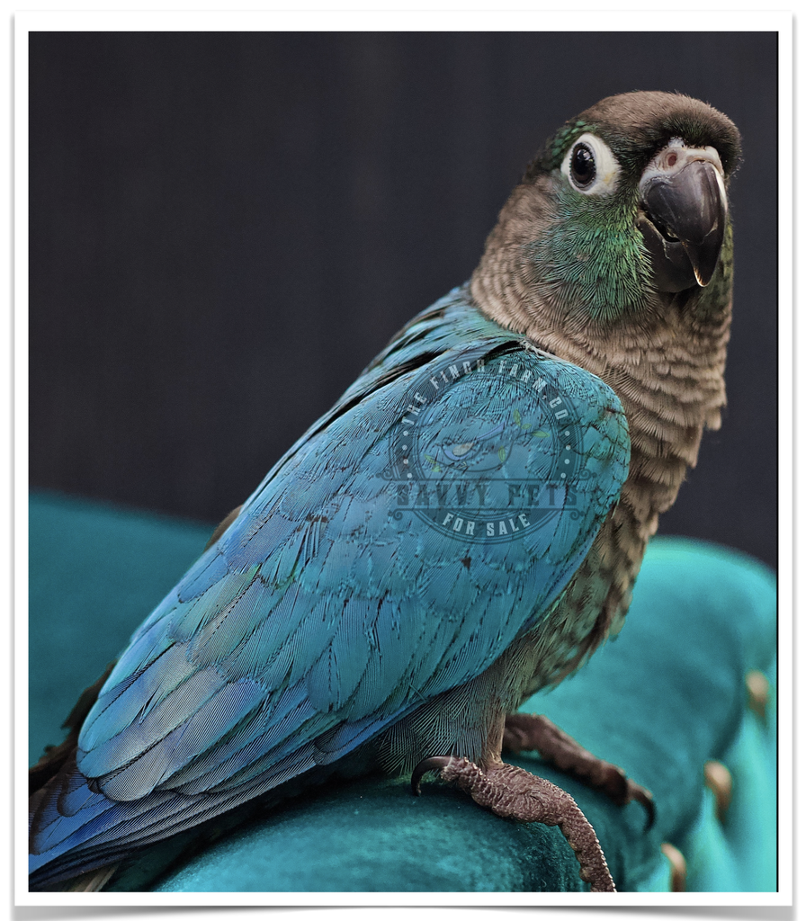 Buy Turquoise Green-Cheeked Conure Online | Birds For Sale Online