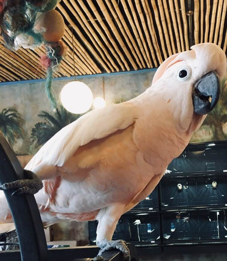 Moluccan Cockatoo Novan Bird's For Sale