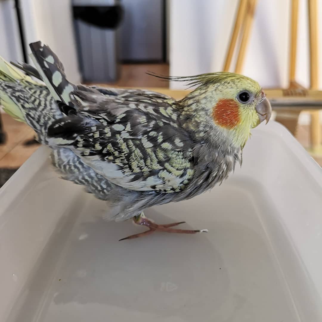 Pearl Cockatiel Novan Bird's For Sale