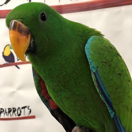 Solomon Eclectus parrot for sale – Novan Bird's For Sale
