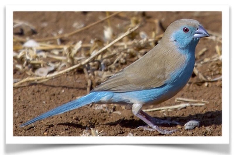 Buy Blue-breasted Cordon Bleu Online Novan Bird's For Sale